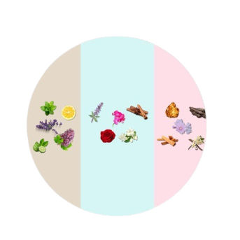 What Are Perfume Notes? Top, Middle & Base Notes Explained – Aroma Concepts